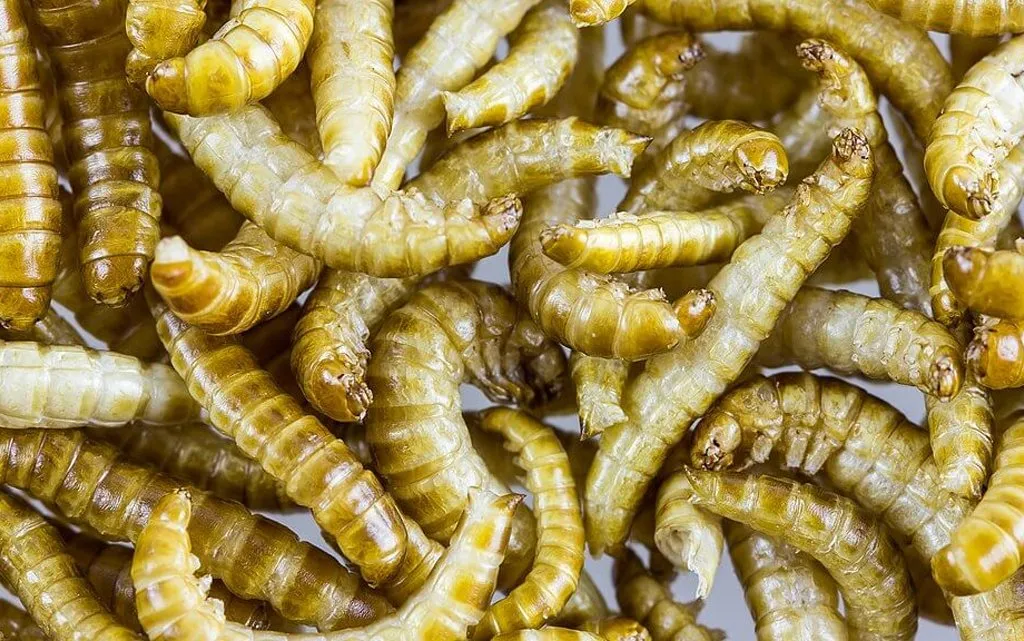 Petxon - Dry Insects | Nutritious & Convenient for Pets