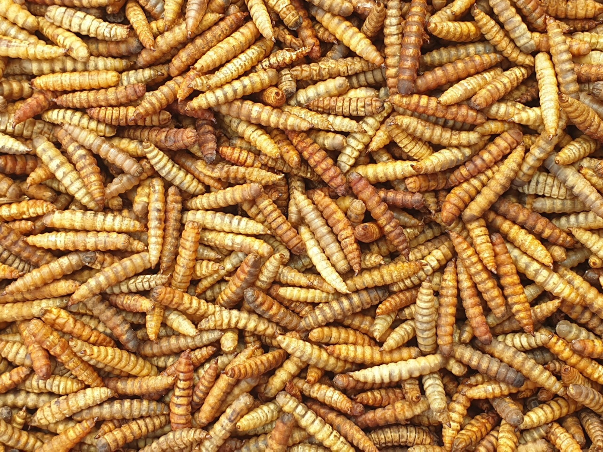 Petxon - Dry Insects | Nutritious & Convenient for Pets